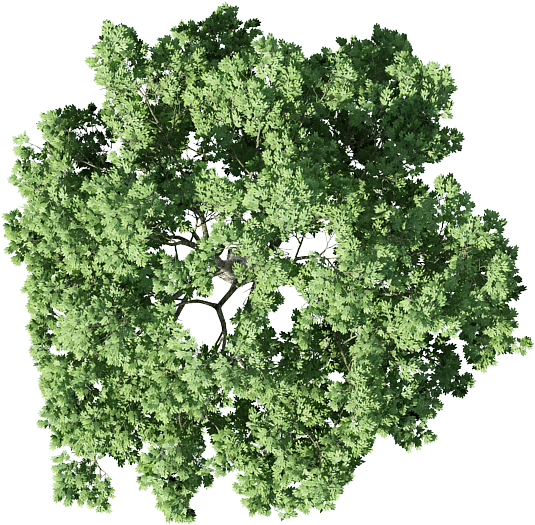 Download Trees Photoshop - Cây Mặt Bằng Photoshop - Full Size PNG Image ...