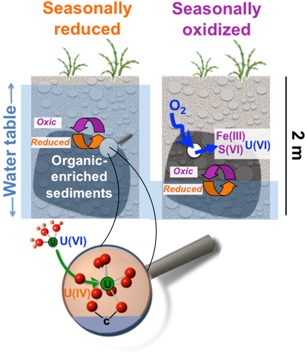 Download Anoxic Organic-enriched Sediments Strongly Accumulate ...