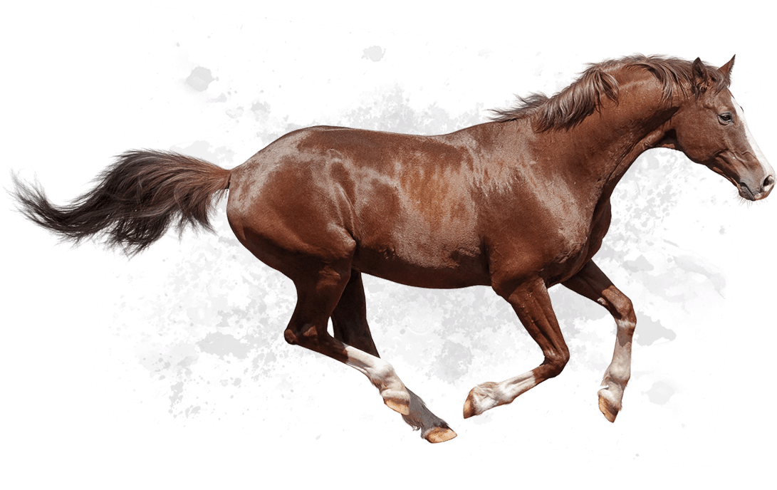 Download Behorseriding A - Riding Horse Png Hd - Full Size PNG Image ...