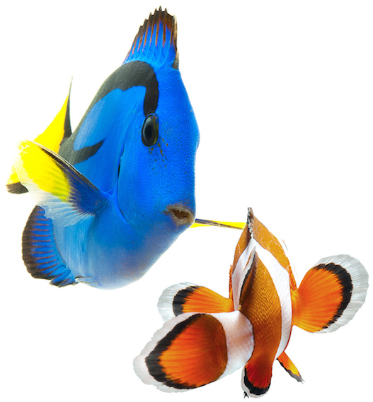 Download Fresh & Saltwater Fish - Saltwater Fish Png Small - Full Size ...