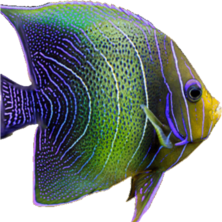 Download Fish Neon Tropical Sea Fishes Freetoedit - Fish - Full Size ...