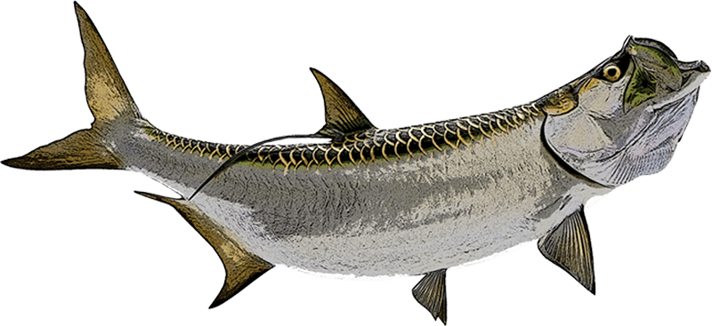 Download Tarpon - Tarpon Fish - Full Size PNG Image - PNGkit