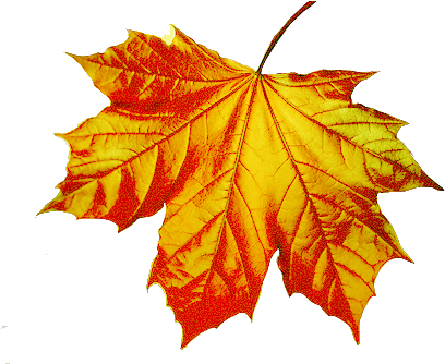 Download Blue Autumn Leaf Png - Full Size PNG Image - PNGkit