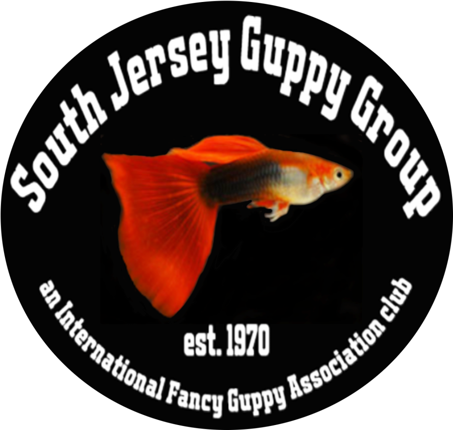 Download Can't Wait To Hear What Types Of Fancy Guppies You - Guppy ...