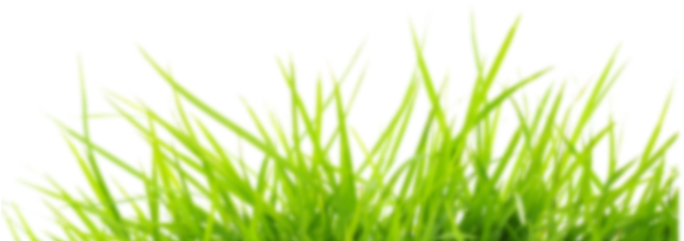 Download Grass Png - Full Size PNG Image - PNGkit