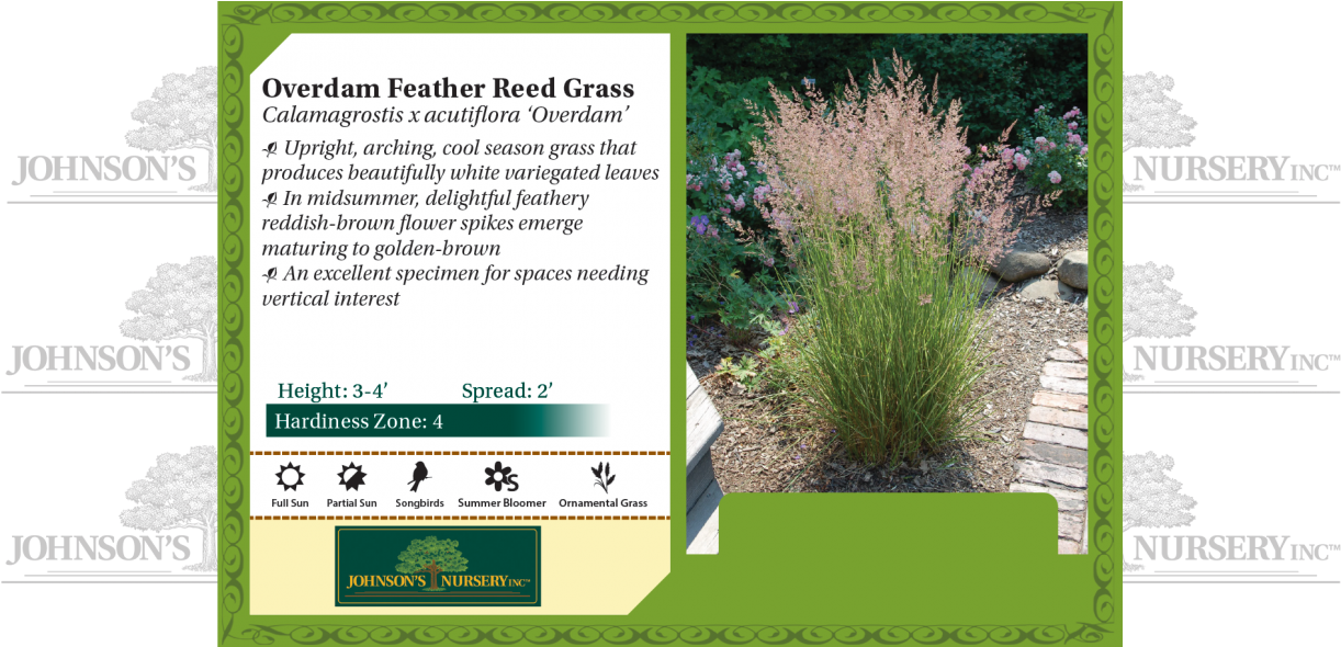 Download Overdam Feather Reed Grass Calamagrostis Acutiflora - 1 Stella ...