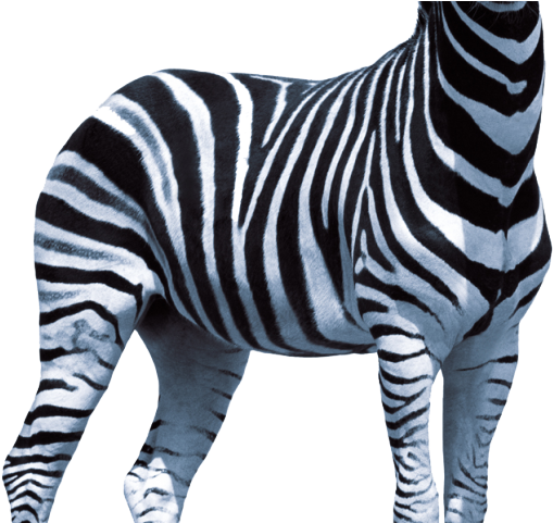 Download Zebra Png Transparent Images - Zebra Transparent Png - Full ...