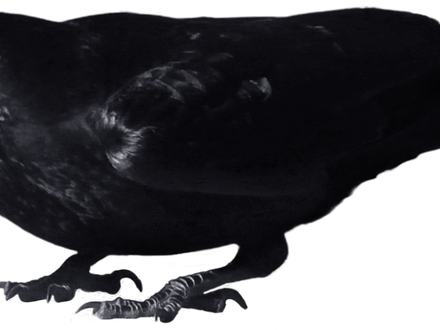 Download Crow Png Transparent Images - Transparent Crow - Full Size PNG ...