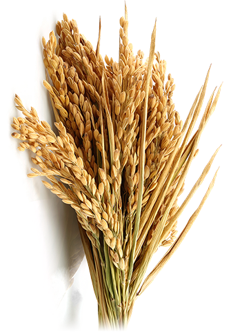 Download Rice Crop Farming - Rice Farm Png - Full Size PNG Image - PNGkit