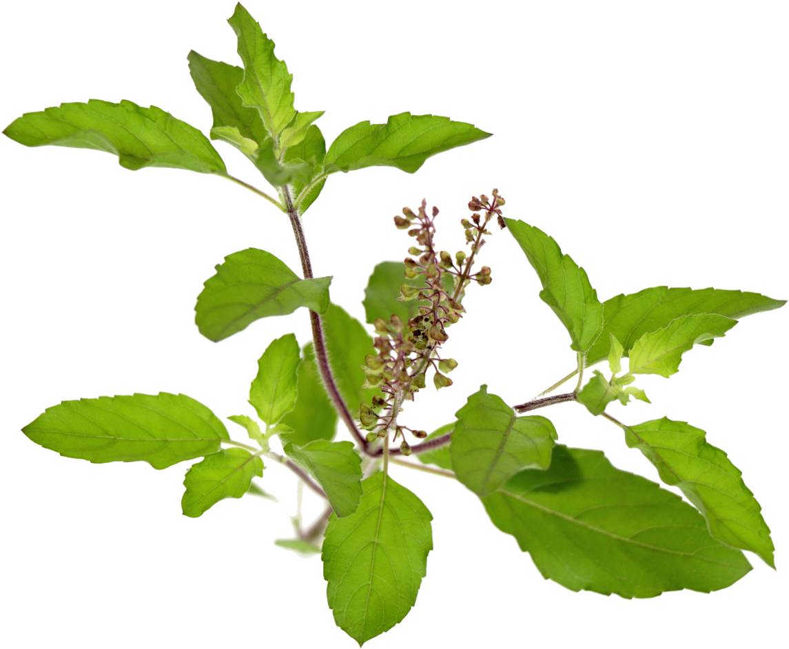 Download Schedule - Triphala Powder - Triphala Churna - All Natural ...