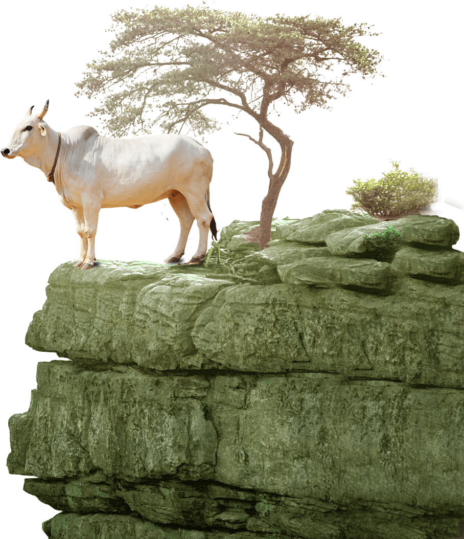 Download Desi Cows - Respect For Individual Quotes - Full Size PNG ...