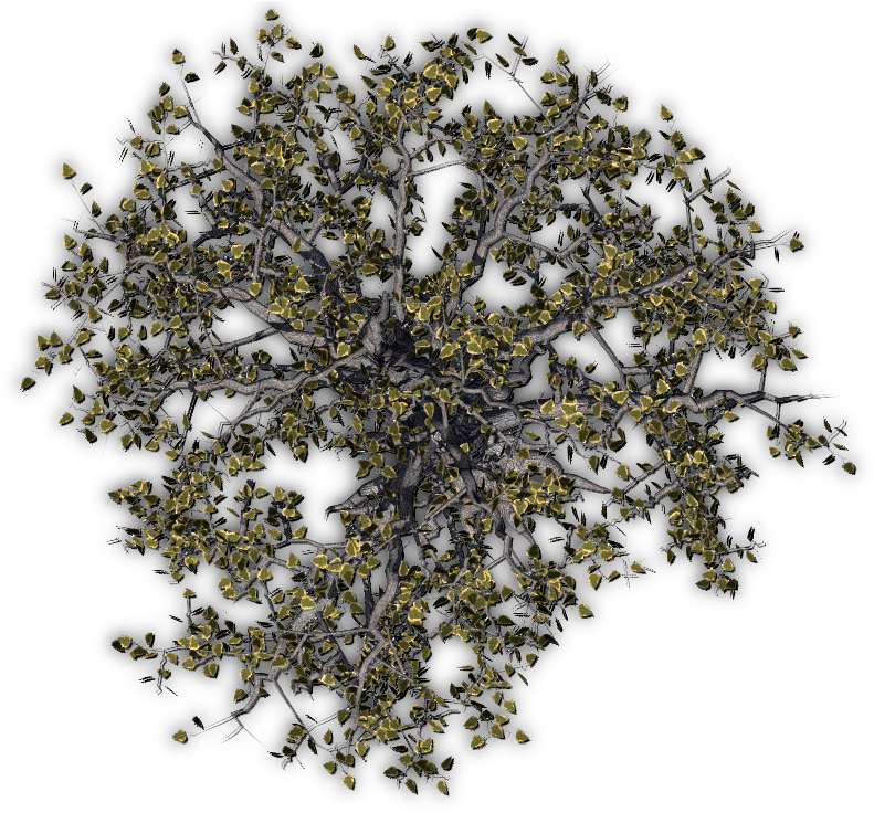 Download 782k Tree Jrl4b 06 Feb 2009 - Big Tree Top View Png - Full ...