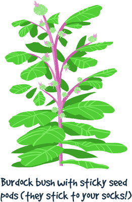 Download Burdock Bush With Sticky Seed Pods - Seed - Full Size PNG ...