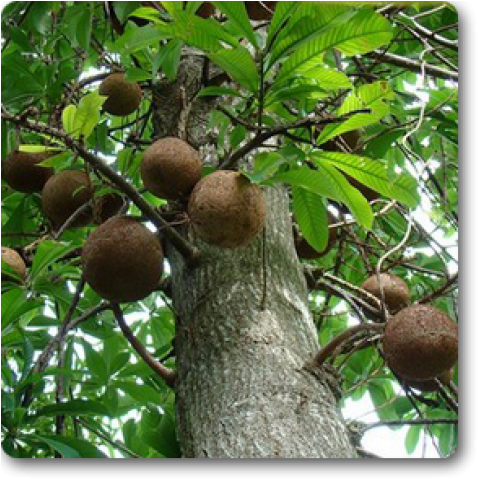 Download Kailashpati Tree - Full Size PNG Image - PNGkit