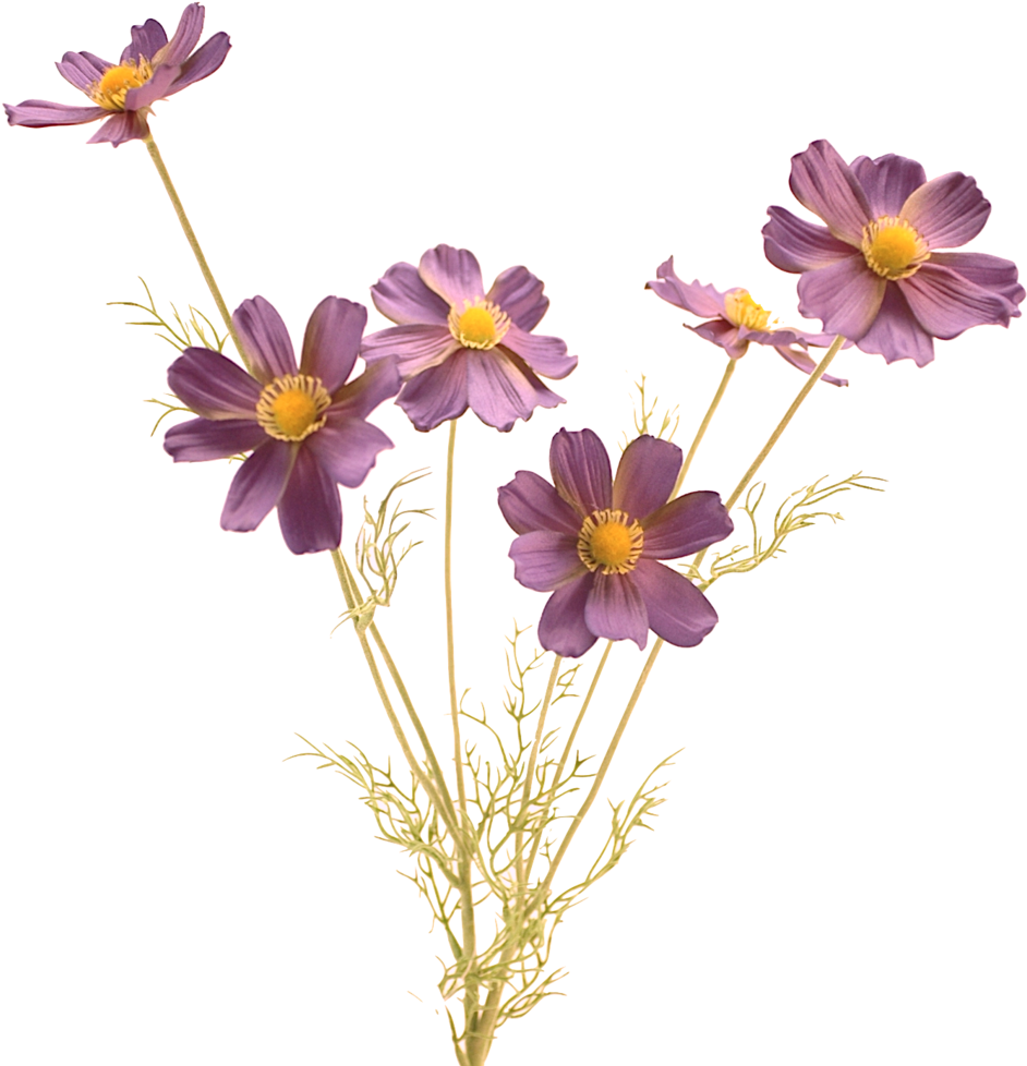 Download Realistic Flowers Png - Full Size PNG Image - PNGkit