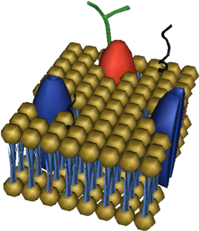 Download Transparent Cell Membrane Structure - Cell Membrane - PNGkit