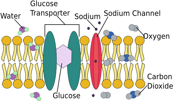 Download The Cell Membrane - Molecular Structure Of A Membrane - Full ...