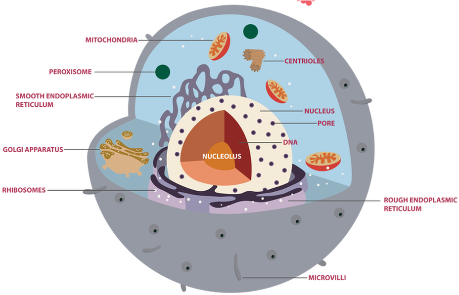Download Thus, Understanding Membrane Transport, Requires An - Cross ...