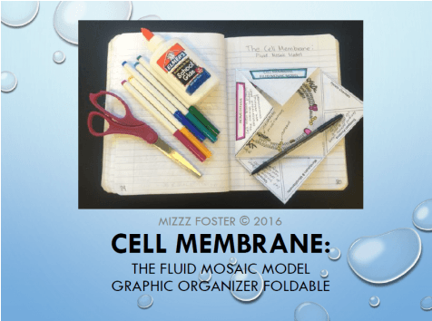 Download Cell Membrane Graphic Organizer Foldable For Interactive ...
