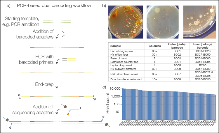 Download Transparent 4 Dual Barcoding A) Workflow For Pcr Libraries B ...