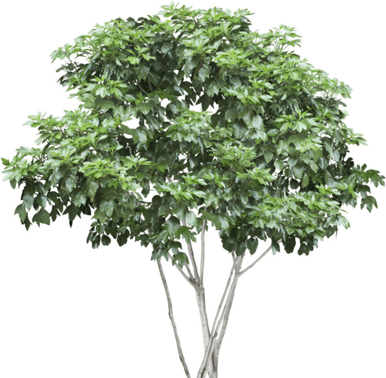 Download Tree Arbustos - High Resolution Tree Png - Full Size PNG Image ...