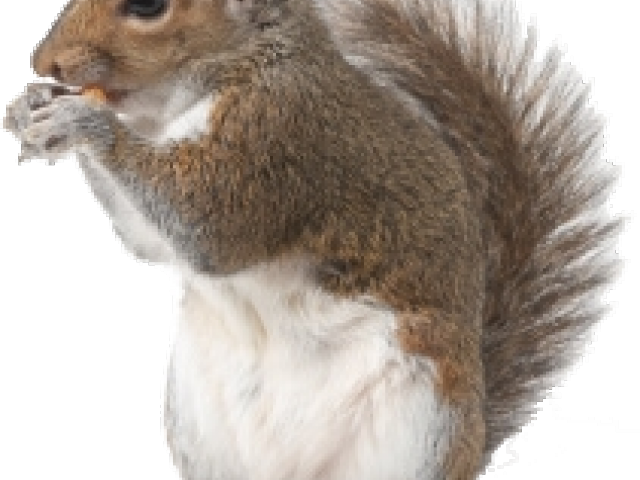 Download Squirrel Pokemon - Full Size PNG Image - PNGkit