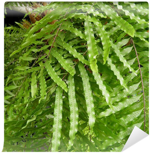 Download Sword Fern - Full Size PNG Image - PNGkit