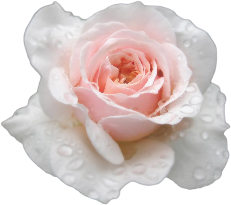 Download Single White Rose Png - Transparent Roses Tumblr White - Full ...