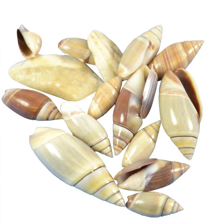 Download Mexican Olive Craft Seashell - Mexican Olive Craft Shells ...