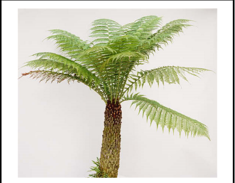 Download Australian Tree Fern - Full Size PNG Image - PNGkit
