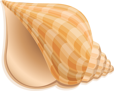 Download Shell Clipart Conch Shell - Conch Shell Clip Art - Full Size ...