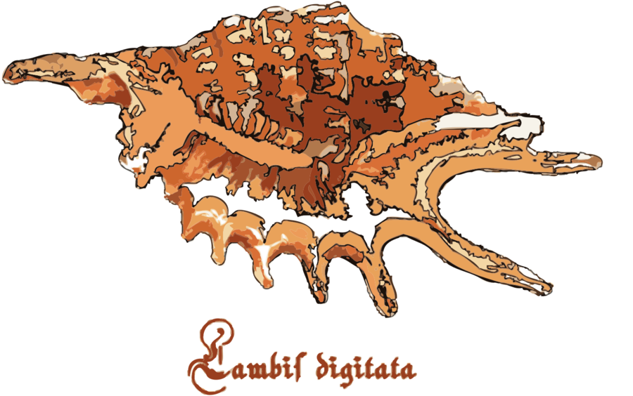 Download Download Shell Animated Clipart Clip Art Seashell Crab ...