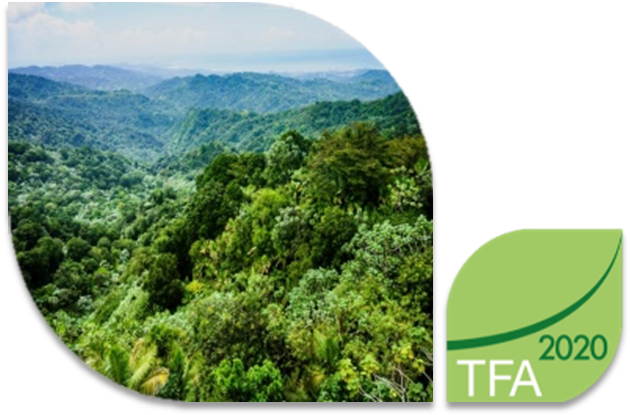 Download Accelerating Action On 2020 Commitments - Tree - Full Size PNG ...