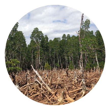 Download Transparent Picto Quizz Actu Deforestation - Black Ship To ...