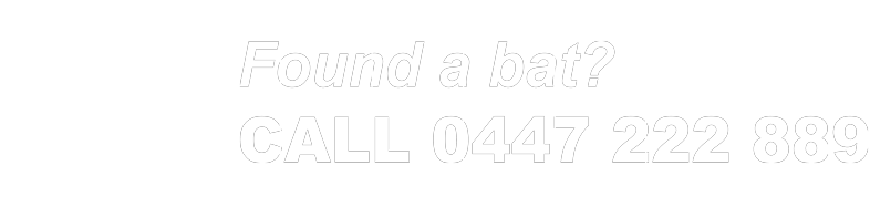 Download Bats Qld - Full Size PNG Image - PNGkit