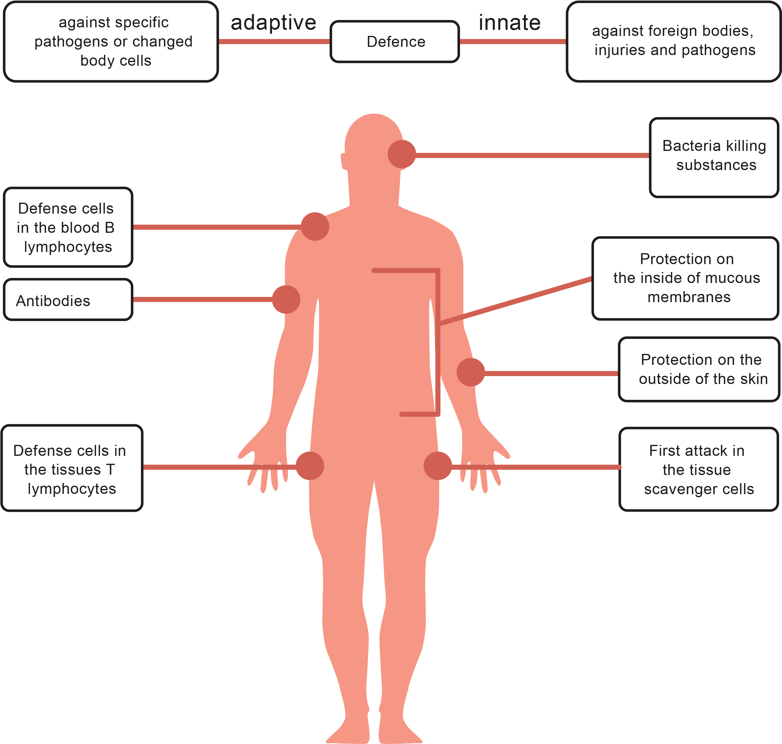Download Look At The Diagram That Shows Ways That The Body Uses ...