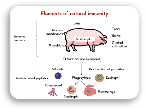 Download Are Exceeded, Another Nonspecific Defense Response - Pig ...