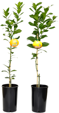 Download Core Citrus - Lemon Plant Png - Full Size PNG Image - PNGkit