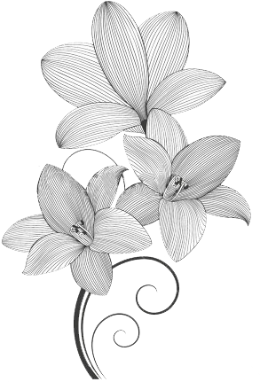Download Beautiful Floral Lines - Design - Full Size PNG Image - PNGkit