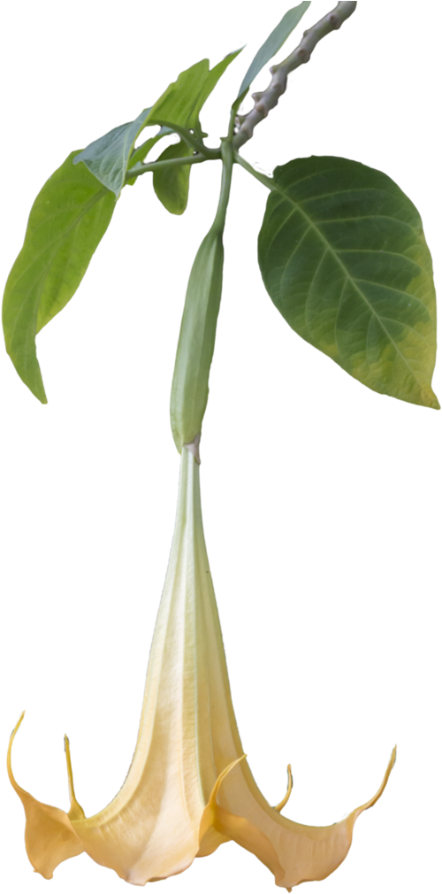 Download Yellow Trumpet Flower Cut Out Png Free To Use By Kibblywibbly ...
