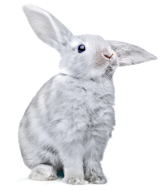 Download Cara Veterinary Services - Ice Cream - Full Size PNG Image ...