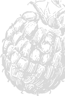 Download Pickled Raspberries - Sketch - Full Size PNG Image - PNGkit