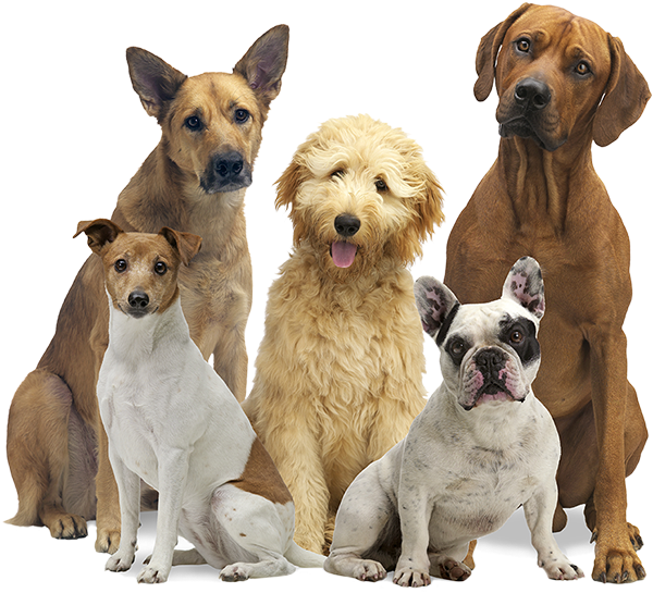 Download Transparent Leading Paws - Pack Of Dogs Png - PNGkit