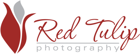 Download Red Tulip Photography - Tapestry Of Truth Philippians 4 Wall ...