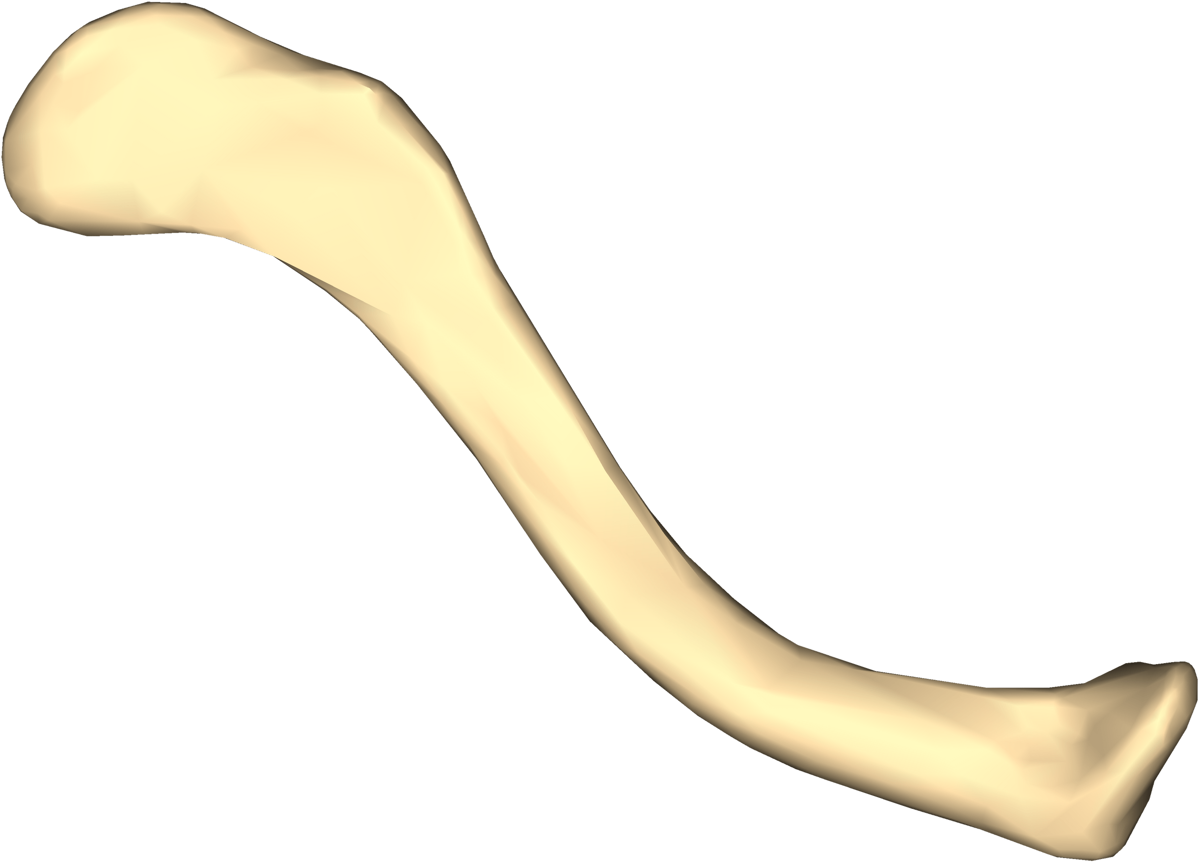 Download Left Clavicle - Clavicle - Full Size PNG Image - PNGkit