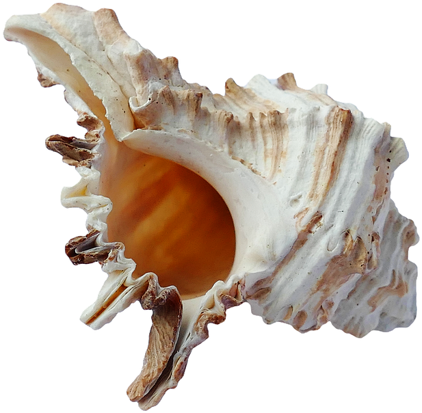 Download Moana Shell Png - Full Size PNG Image - PNGkit