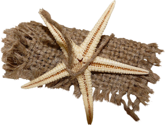 Download Starfish - Full Size PNG Image - PNGkit