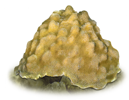 Download Boulder Star Coral - Boulder - Full Size PNG Image - PNGkit