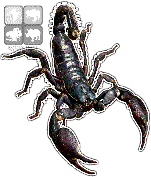Download Asian Forest Scorpion Decal - Asian Forest Scorpion Eyes ...