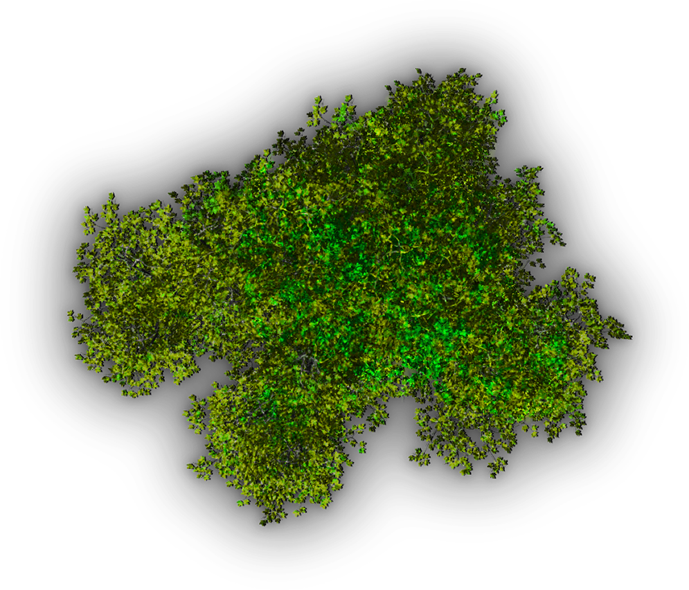 Download Background Top Tree - Top View Tree Icon Png - Full Size PNG ...